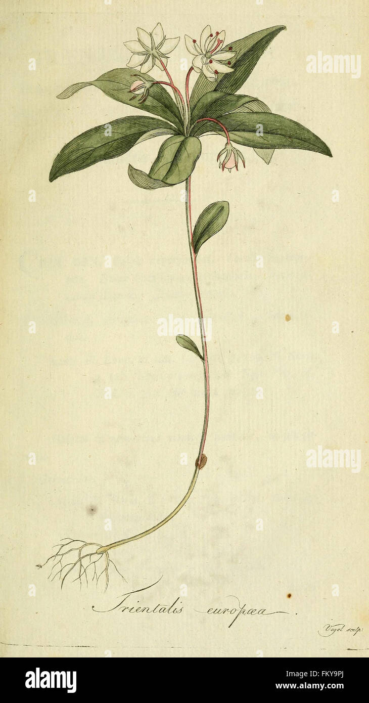 Flora Europaea Inchoata (Plate 3) is a work documenting plant species ...