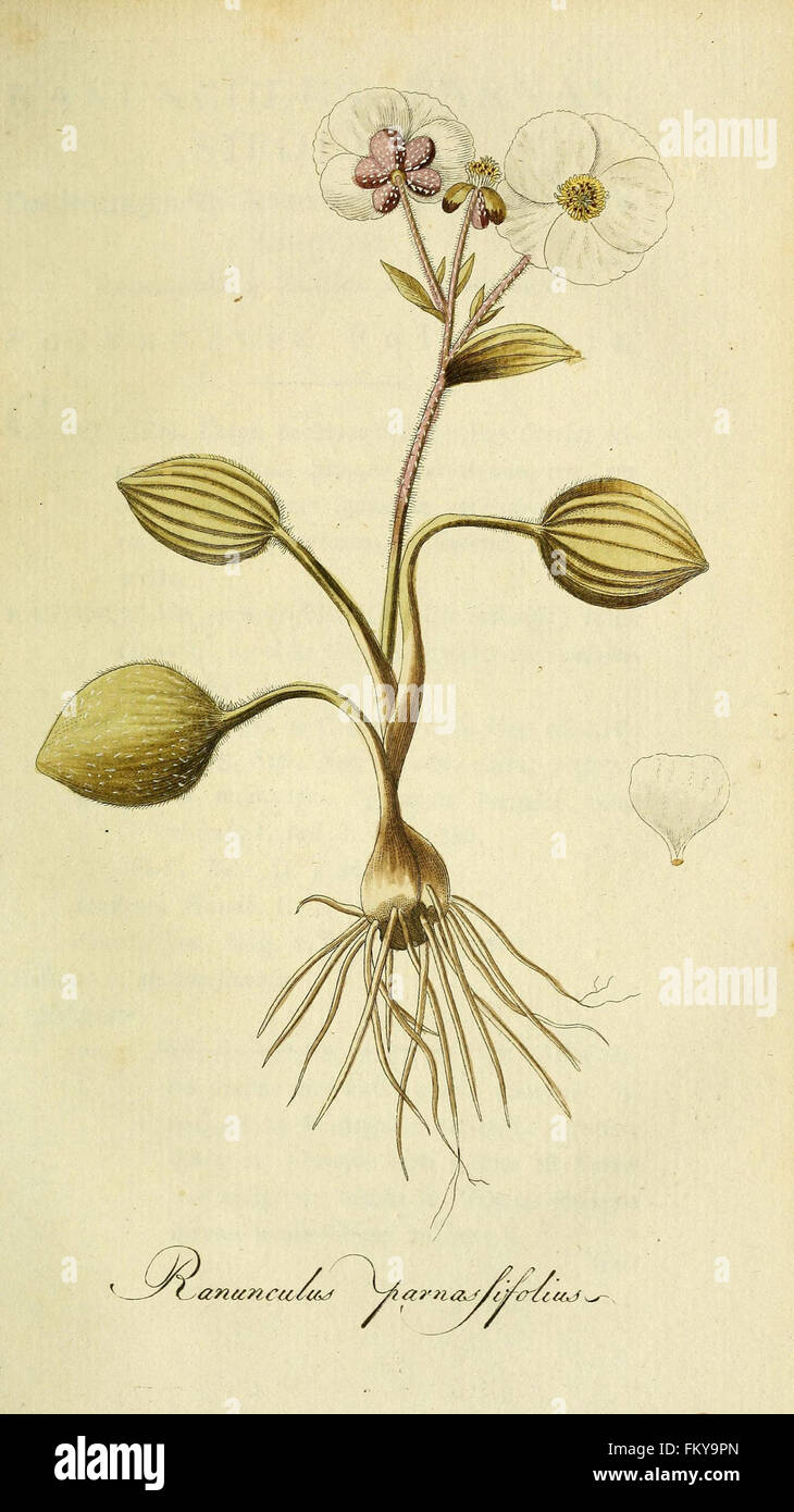 Plate 31 from 'Flora Europaea Inchoata' presents a study of European ...