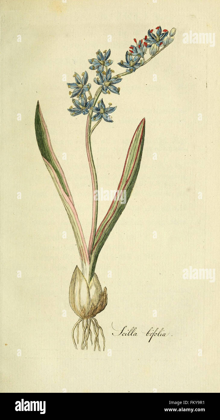 Flora Europaea inchoata (Pl. 36 Stock Photo - Alamy