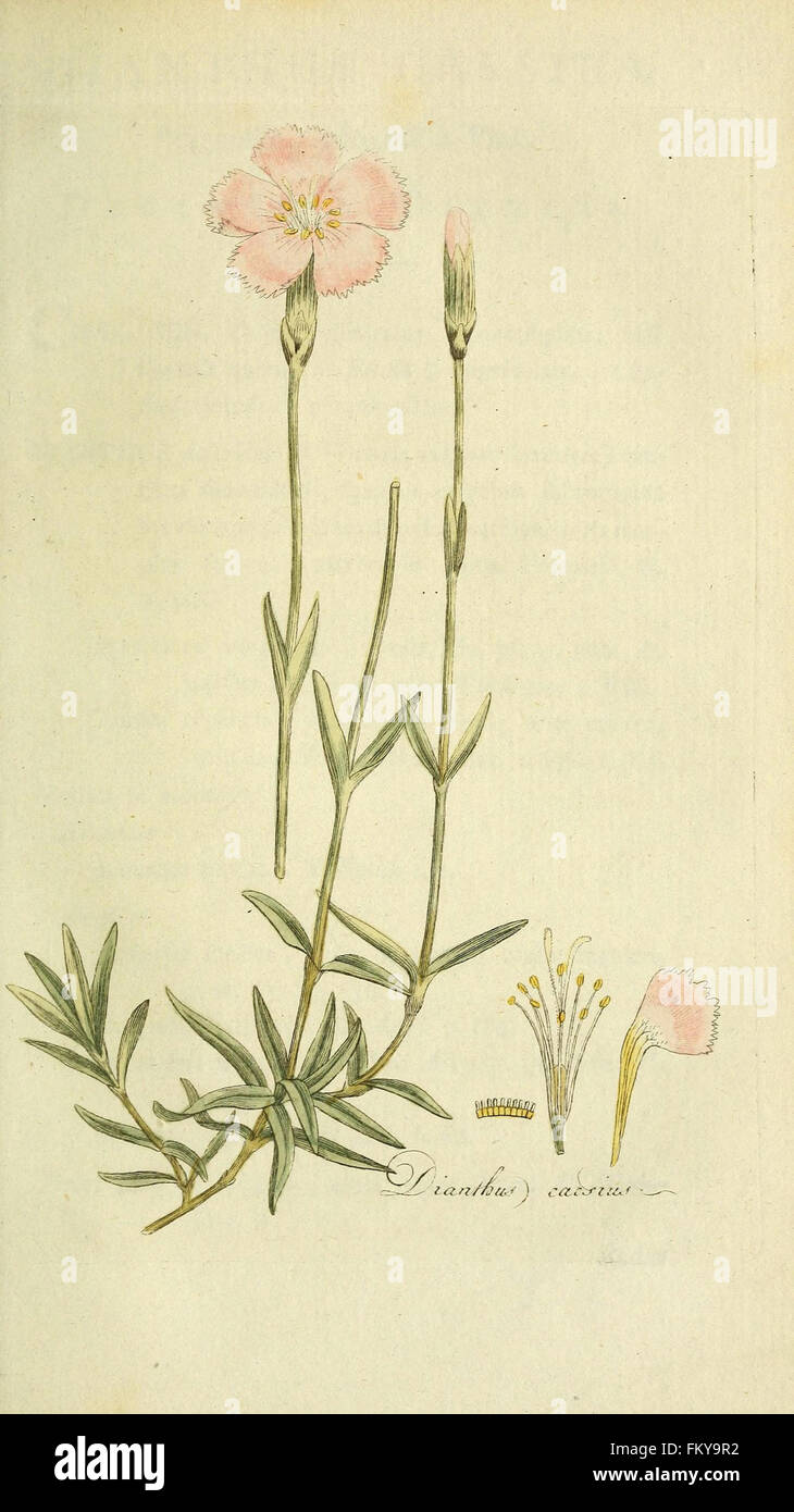 An illustration from 'Flora Europaea' showing plant species native to ...