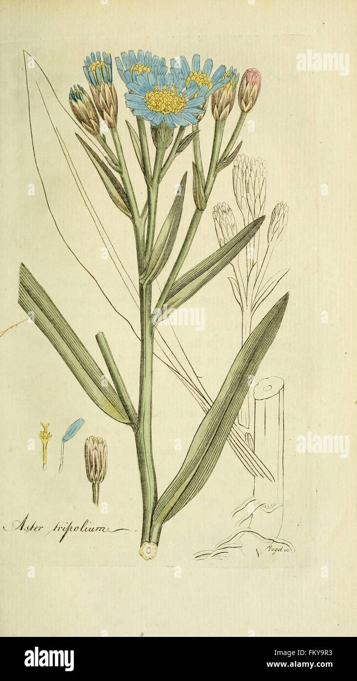 This plate from 'Flora Europaea Inchoata' illustrates European plant ...