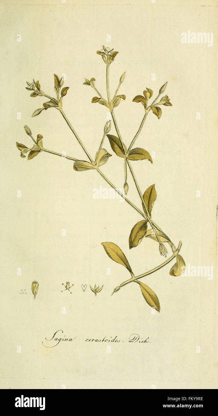 Flora Europaea inchoata (Pl. 43 Stock Photo - Alamy