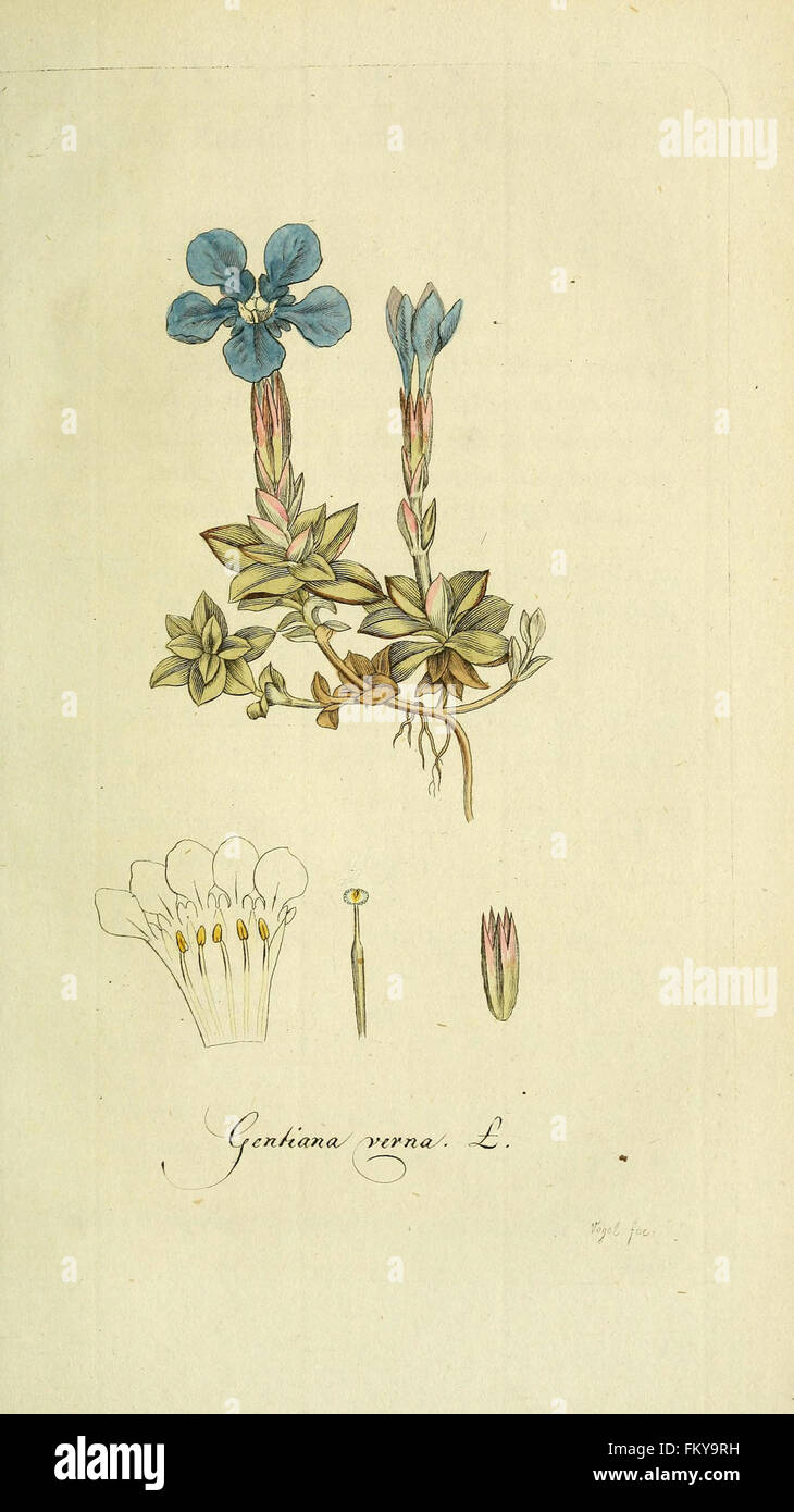 Flora Europaea inchoata (Pl. 46 Stock Photo - Alamy