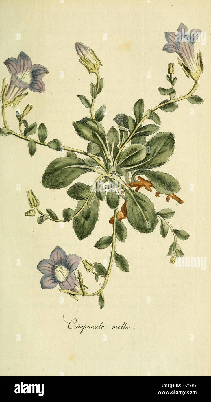 'Flora Europaea' presents an early depiction of European plant species ...