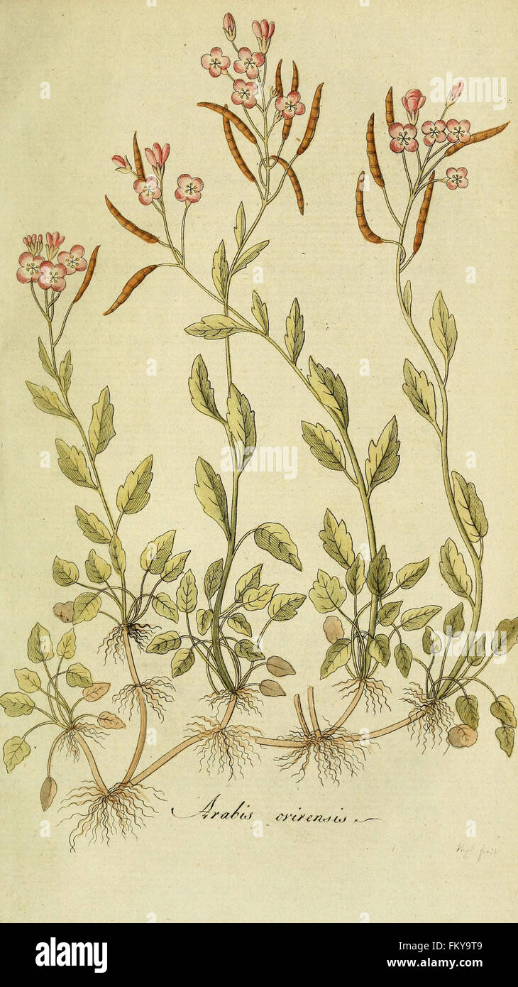 Flora Europaea inchoata (Pl. 54 Stock Photo - Alamy