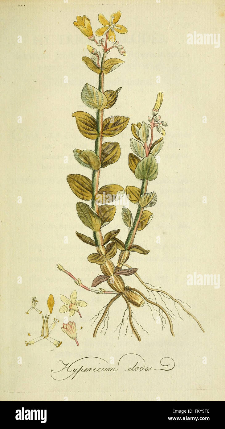 Plate 6 from 'Flora Europaea Inchoata' features early botanical ...