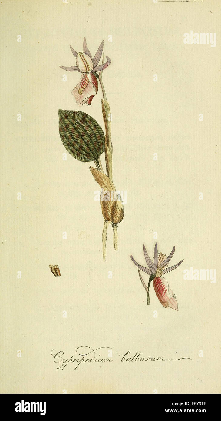 *Flora Europaea inchoata* (Plate 7) presents an illustration of ...