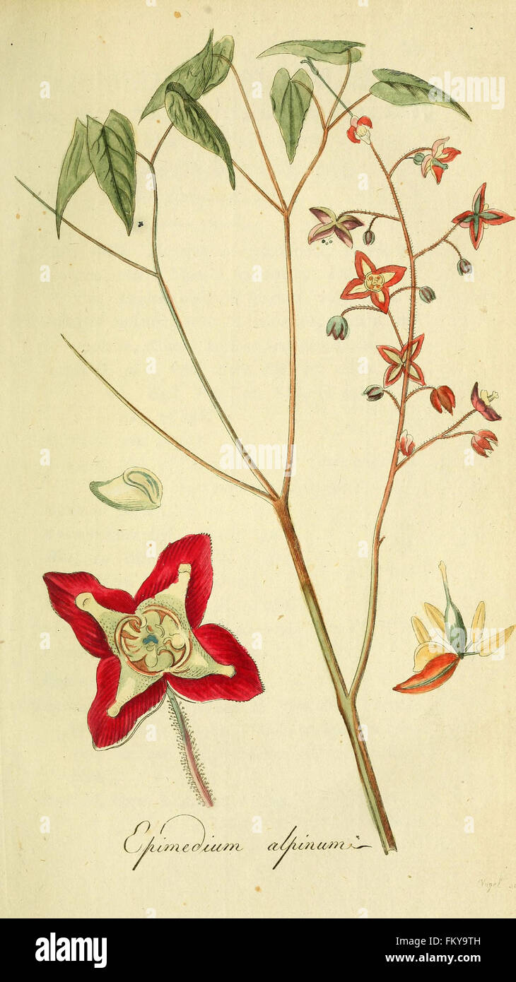 'Flora Europaea Inchoata' presents illustrations of European plant ...