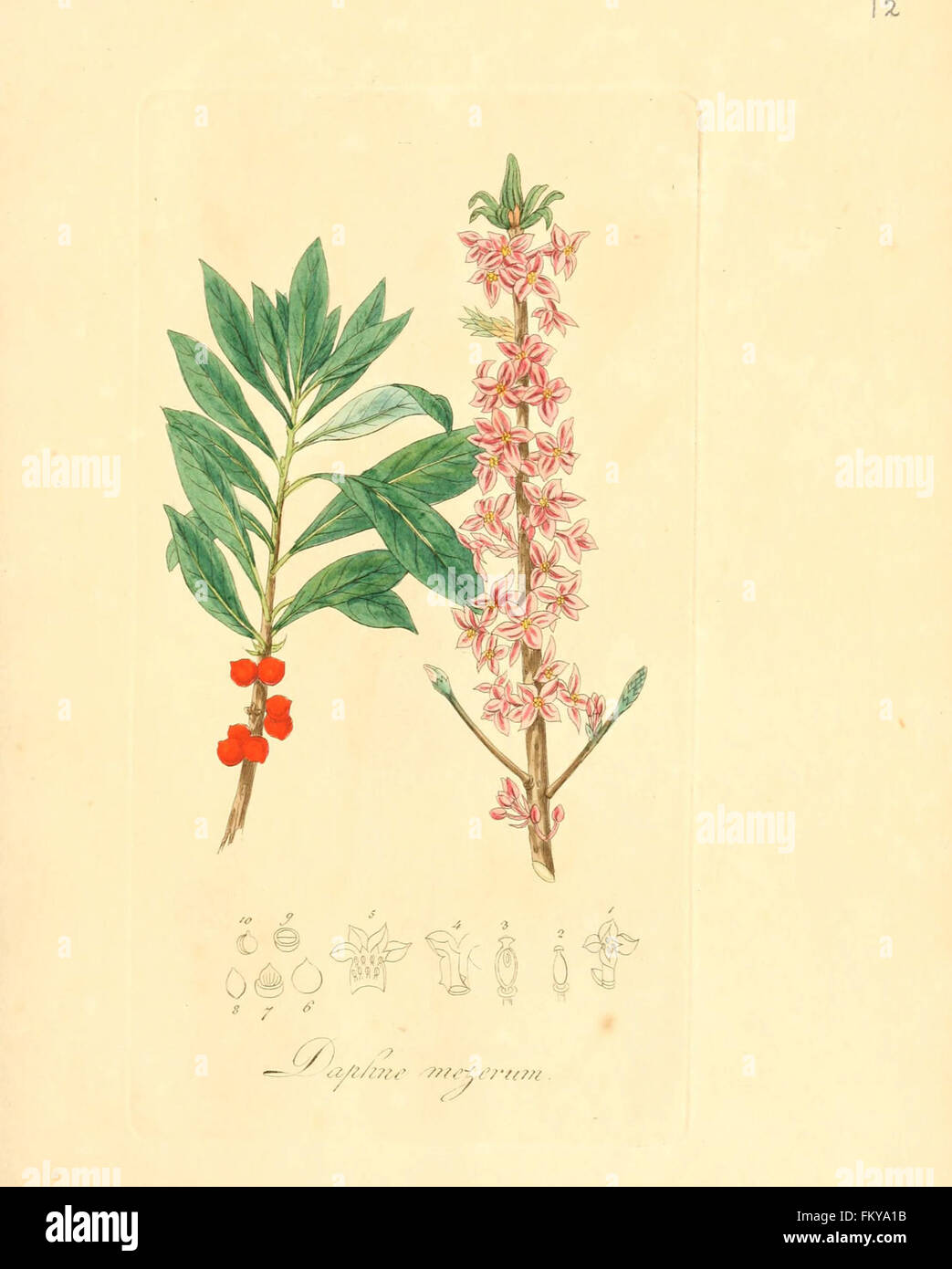 Plate 12 from 'Flora Medica' illustrates important medicinal plants ...