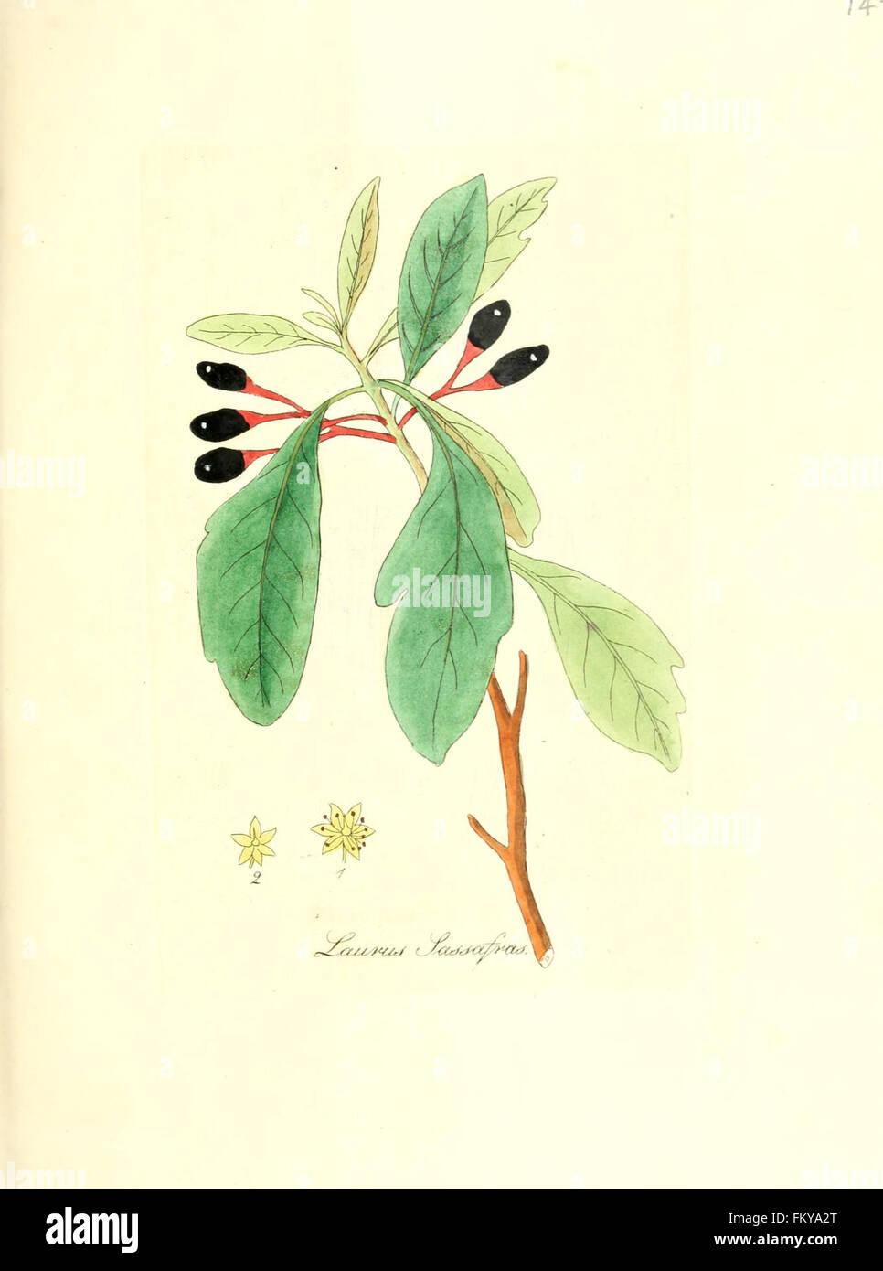 'Flora Medica' illustrates key medicinal plants, focusing on species ...