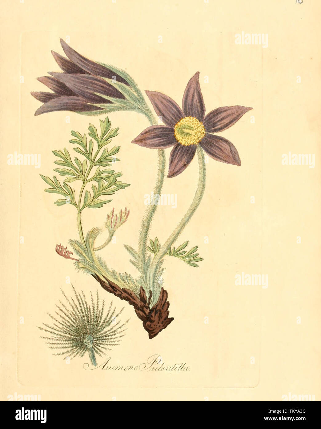 Plate 16 from *Flora Medica* illustrates key medicinal plants ...