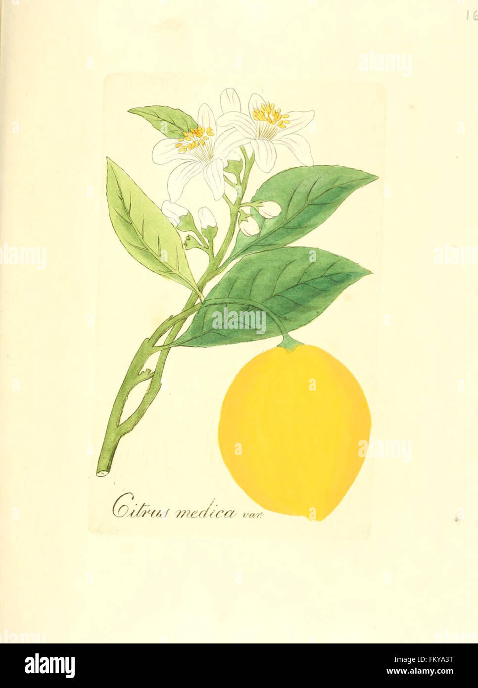 *Flora Medica* (Plate 163) illustrates important medicinal plants ...