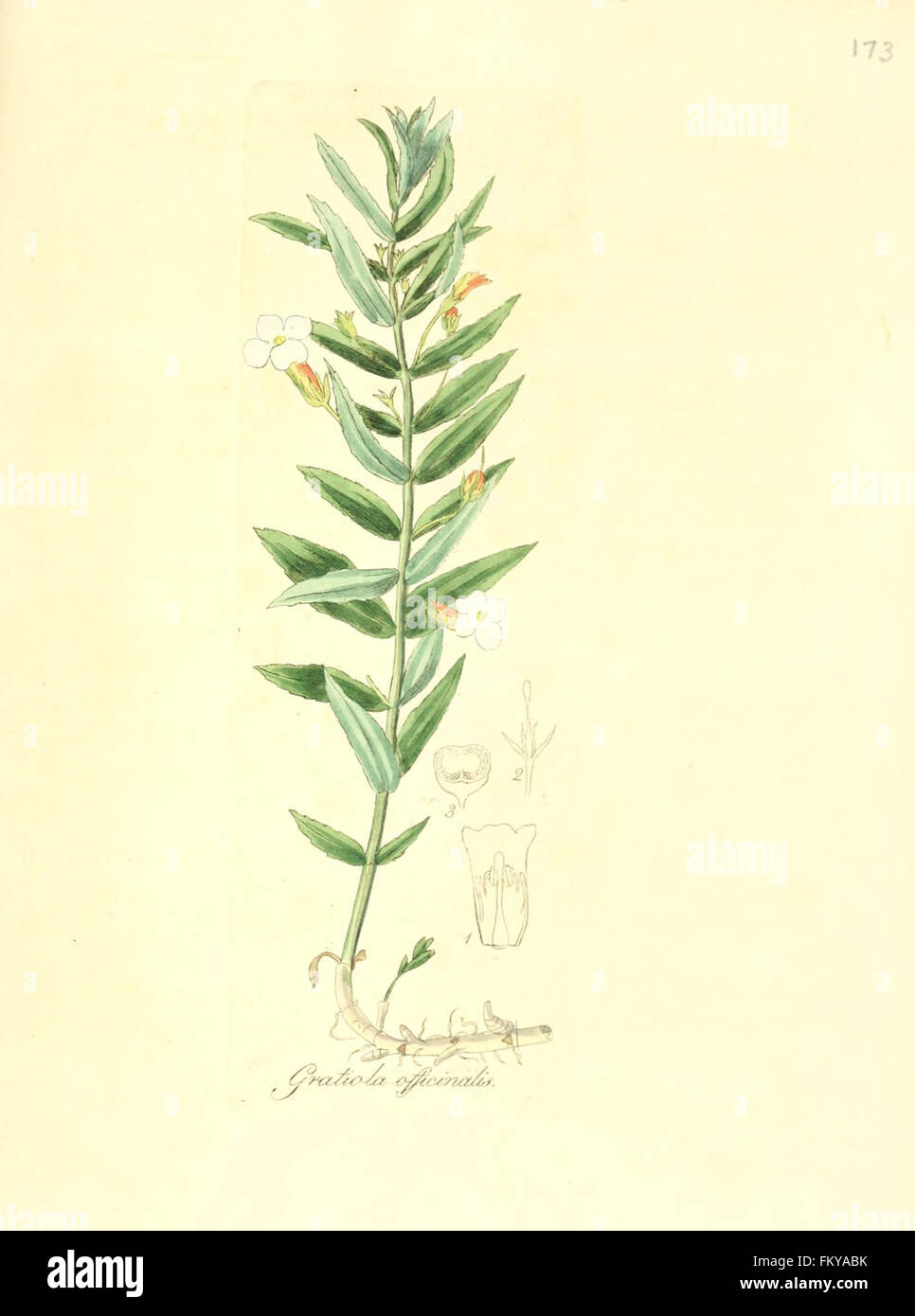'Flora Medica' provides detailed depictions of important medicinal ...