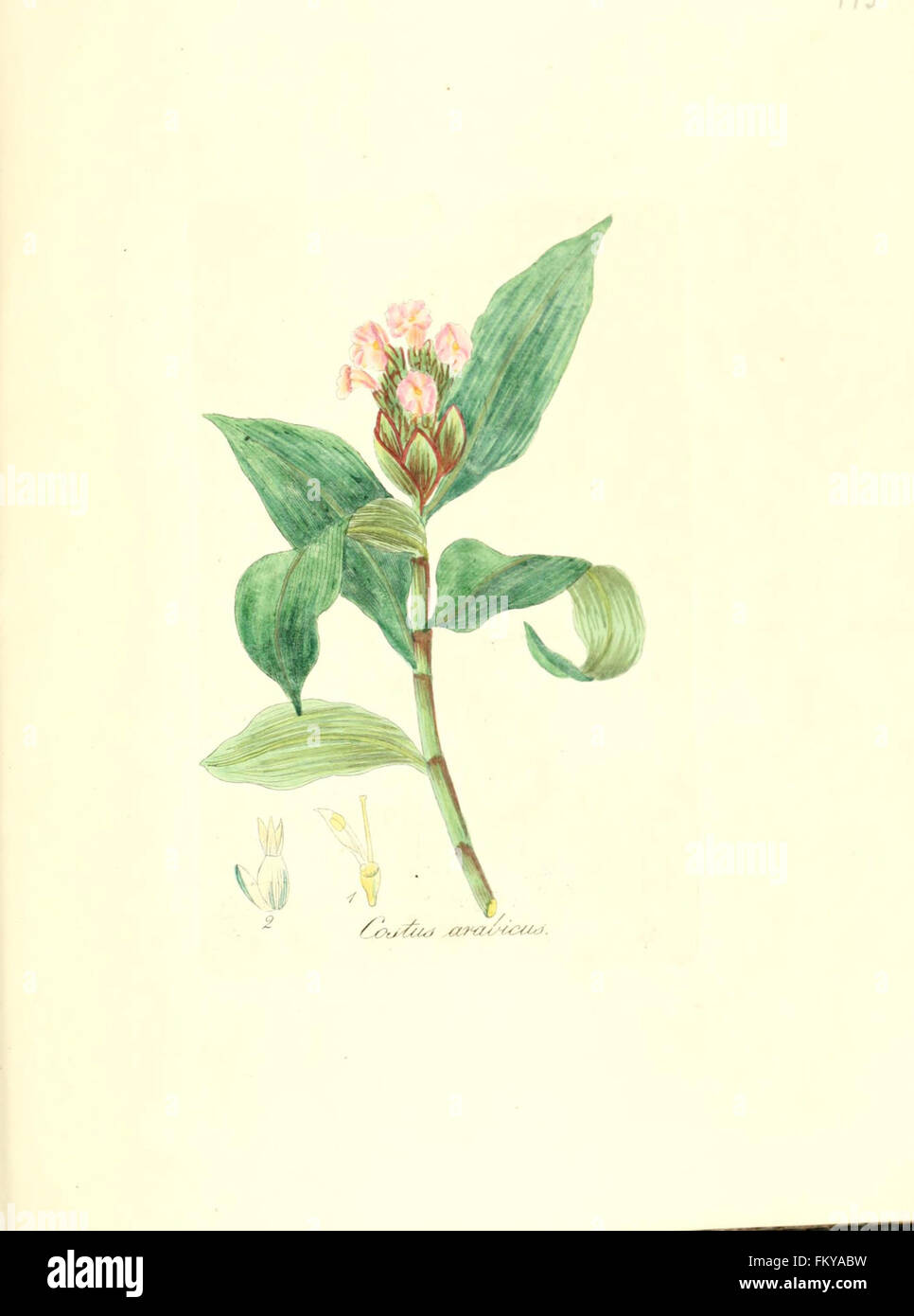'Flora Medica' is a pictorial work illustrating key medicinal plants ...