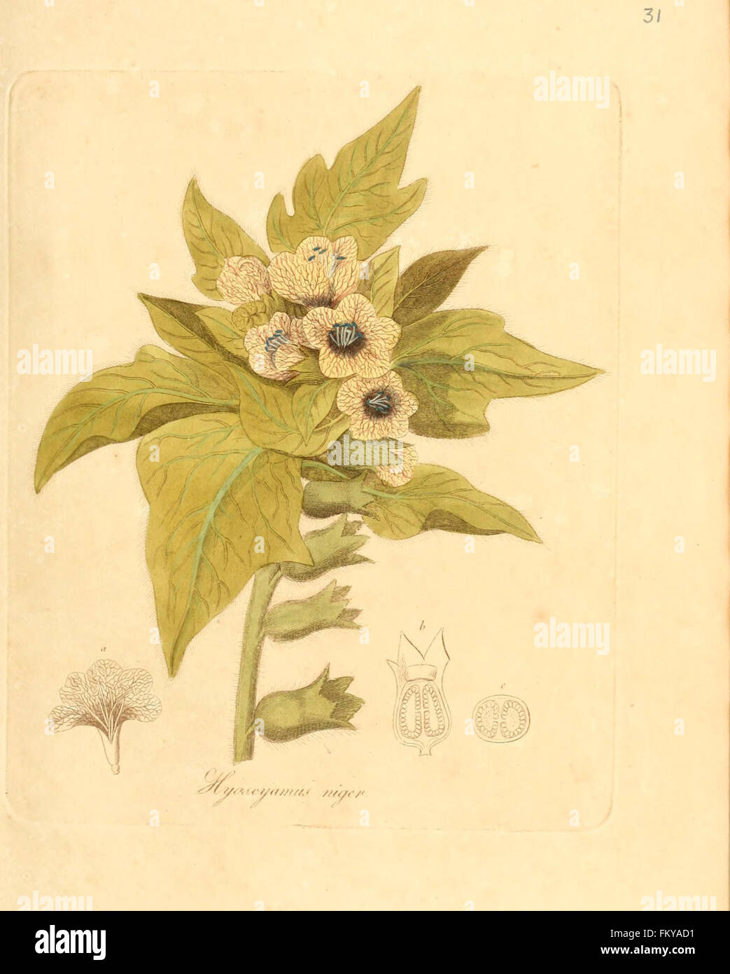 Plate 31 from 'Flora Medica' illustrates medicinal plants, showcasing ...