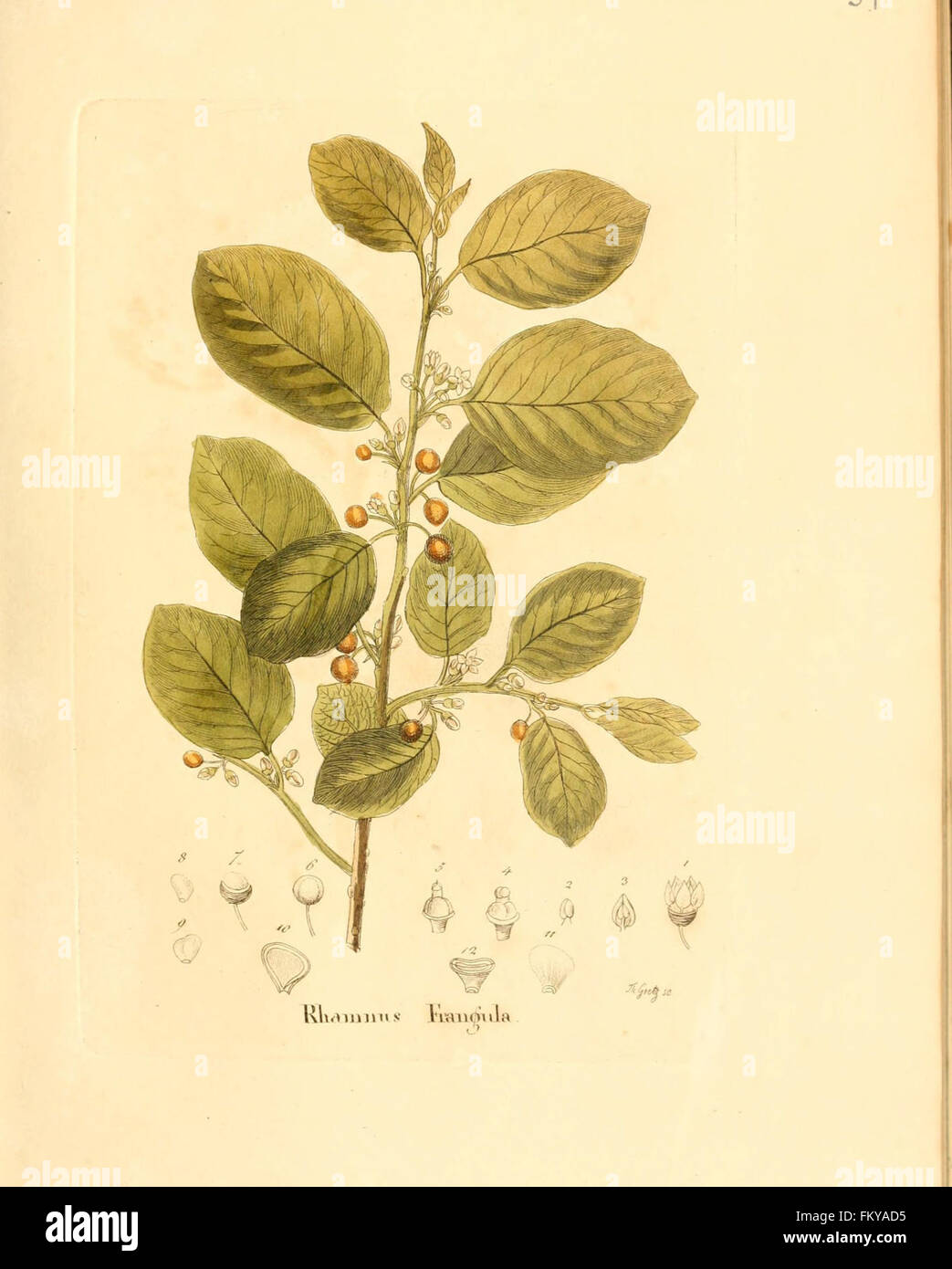 This plate features medicinal plants, highlighting their key ...