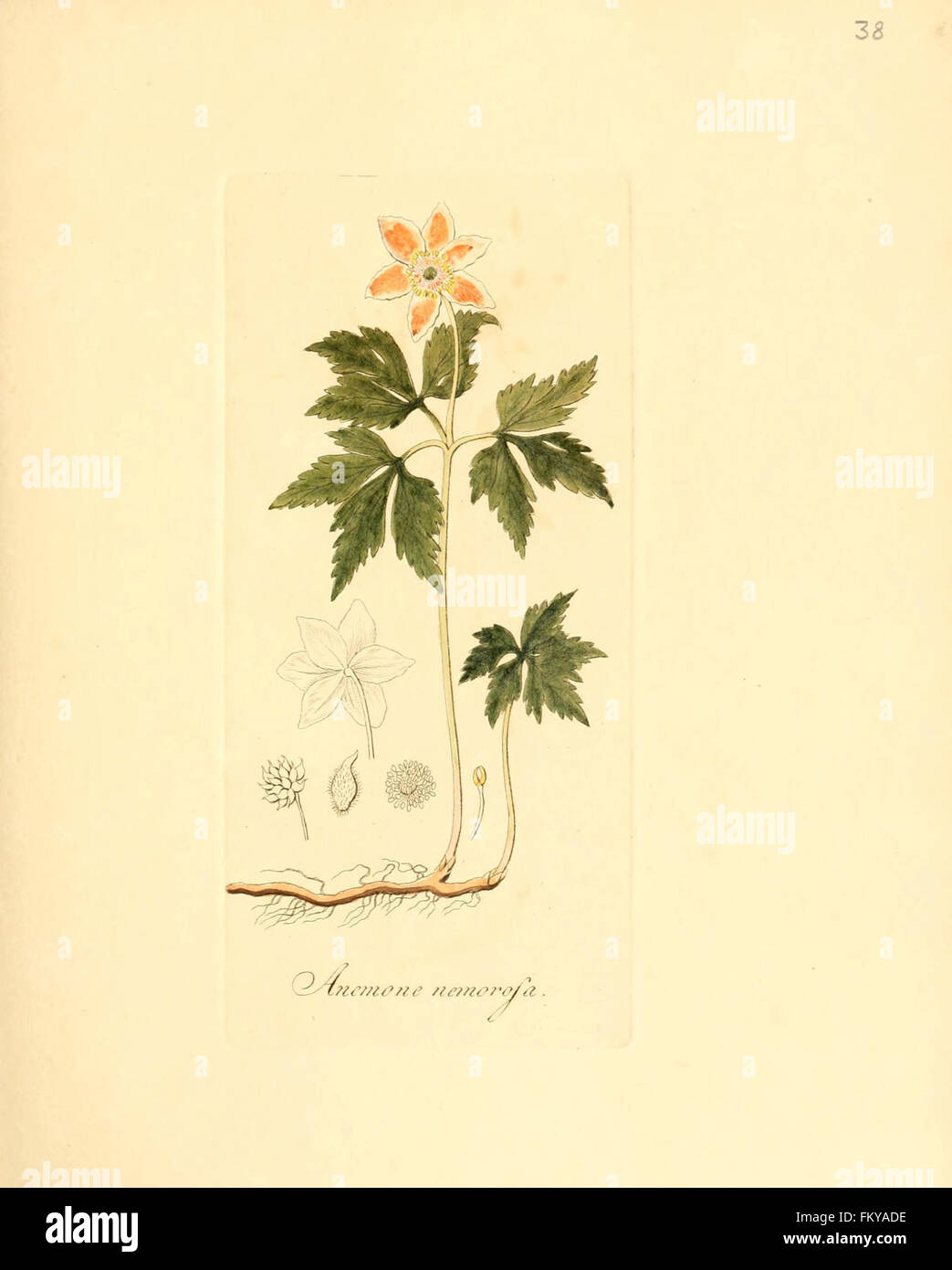 'Flora medica' offers illustrations of important medicinal plants ...