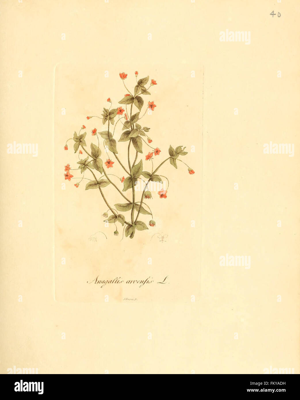 'Flora Medica' showcases important medicinal plants, with illustrations ...