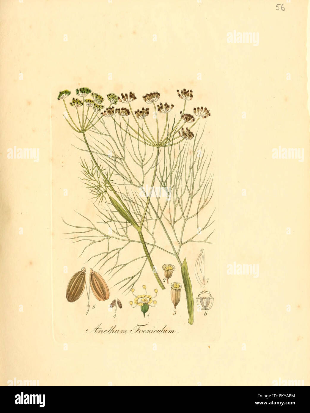 Abbildung der wichtigsten hi-res stock photography and images - Alamy