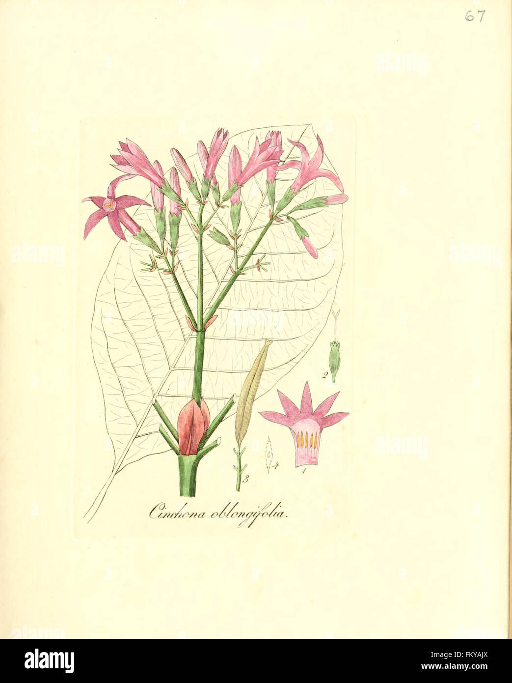 This work illustrates key medicinal plants, focusing on their botanical ...