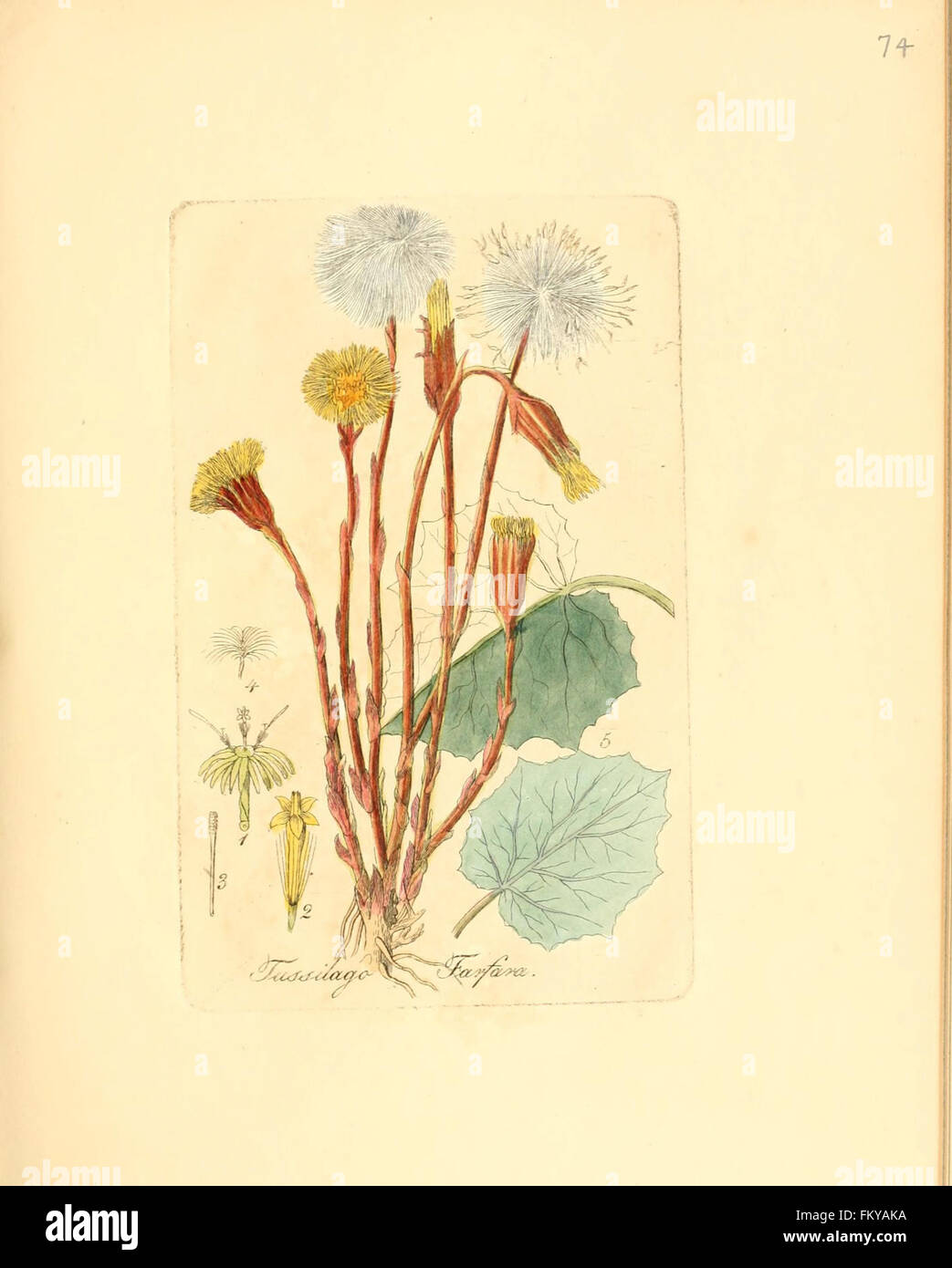 This plate from *Flora Medica* highlights significant medicinal plants ...