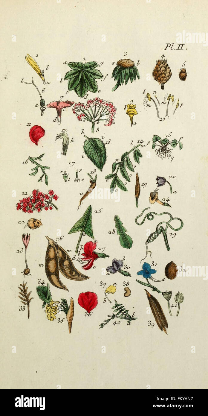 'Flora Parisiensis' illustrates a variety of plant species native to ...