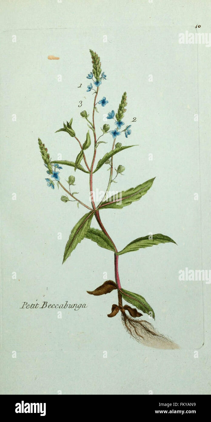 'Flora Parisiensis' provides another detailed illustration of plant ...
