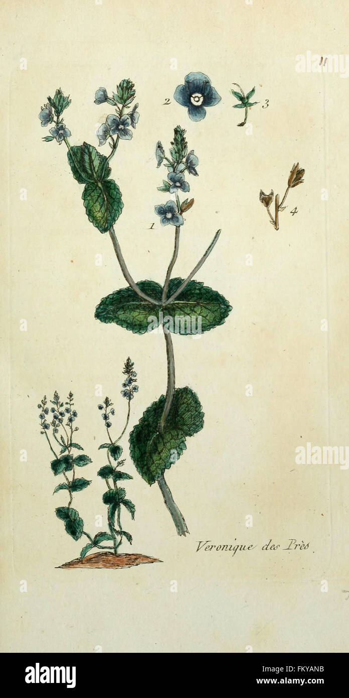 An illustration from 'Flora Parisiensis,' showcasing plant species ...
