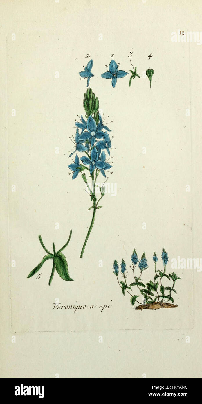 Plate 12 from 'Flora Parisiensis' showcases a variety of plants native ...