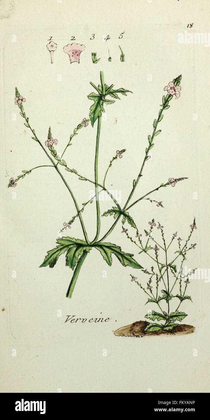 'Flora Parisiensis' provides detailed illustrations of plants native to ...