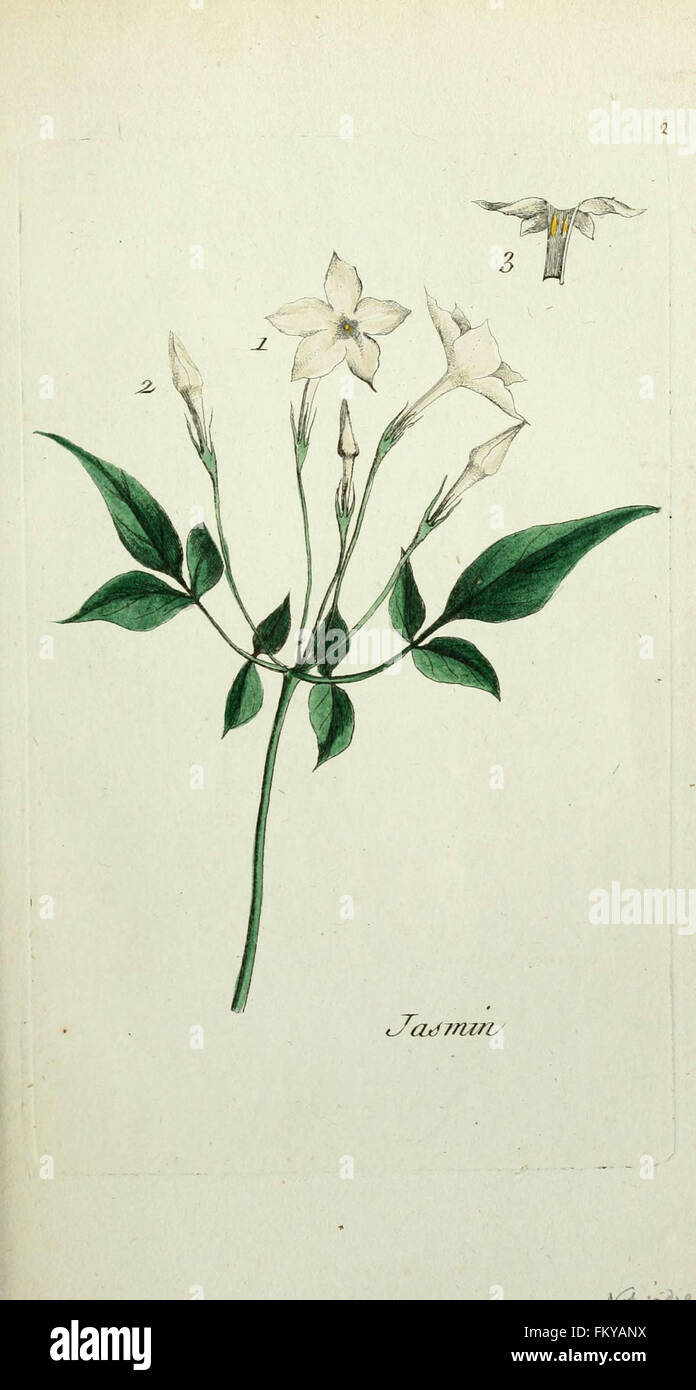 *Flora Parisiensis* presents detailed botanical illustrations of plants ...