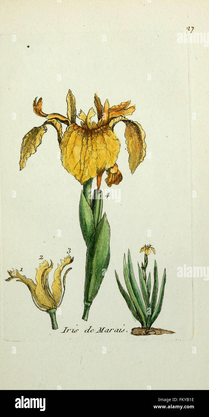 The plate from 'Flora Parisiensis' displays a detailed botanical ...