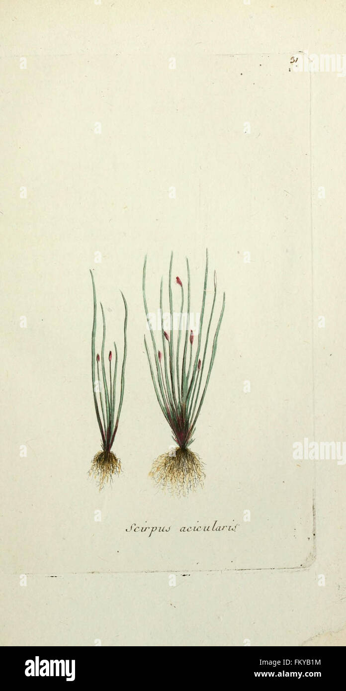 This work features illustrations of plants native to Paris and the ...