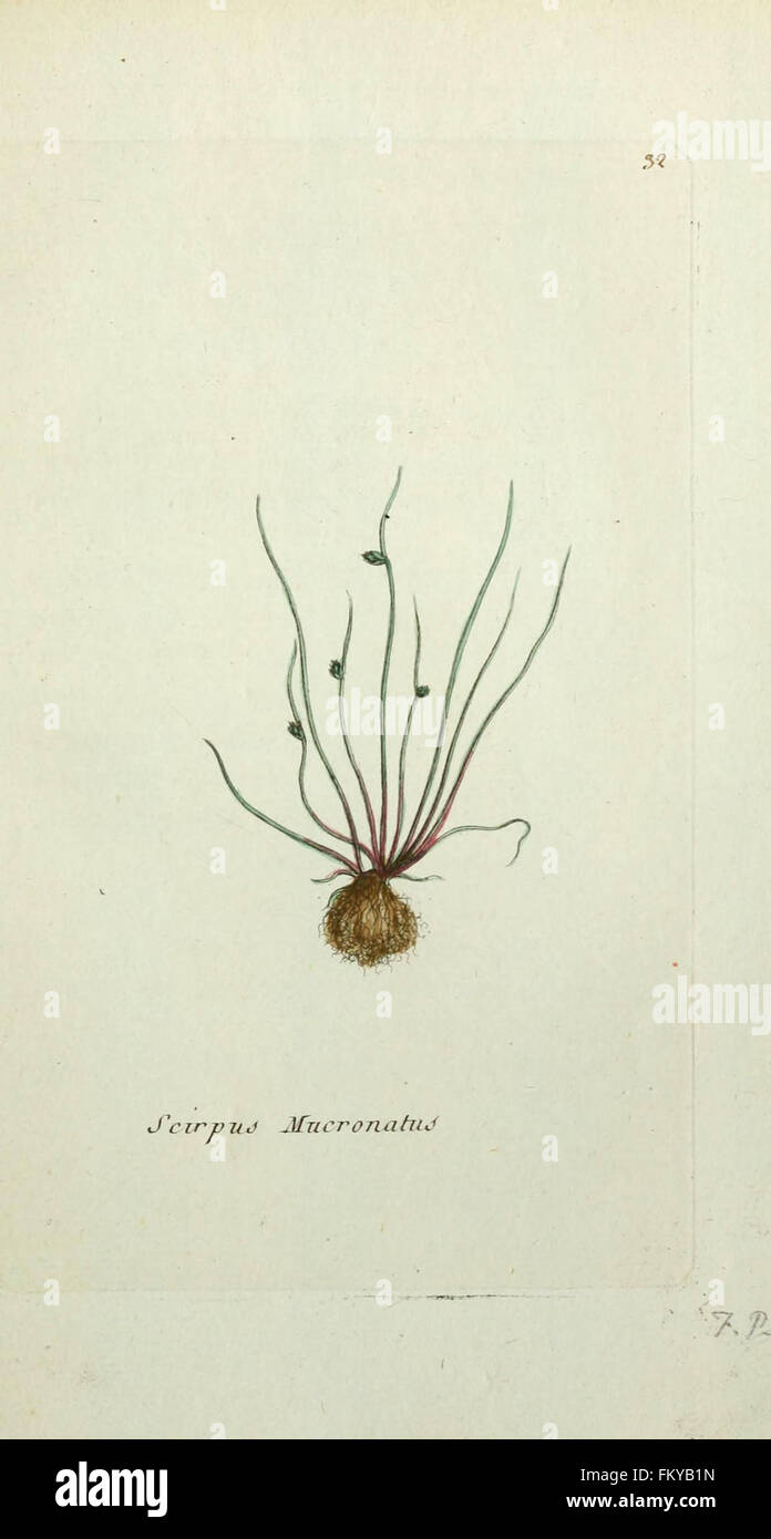 This work features illustrations of plants native to Paris, showcasing ...