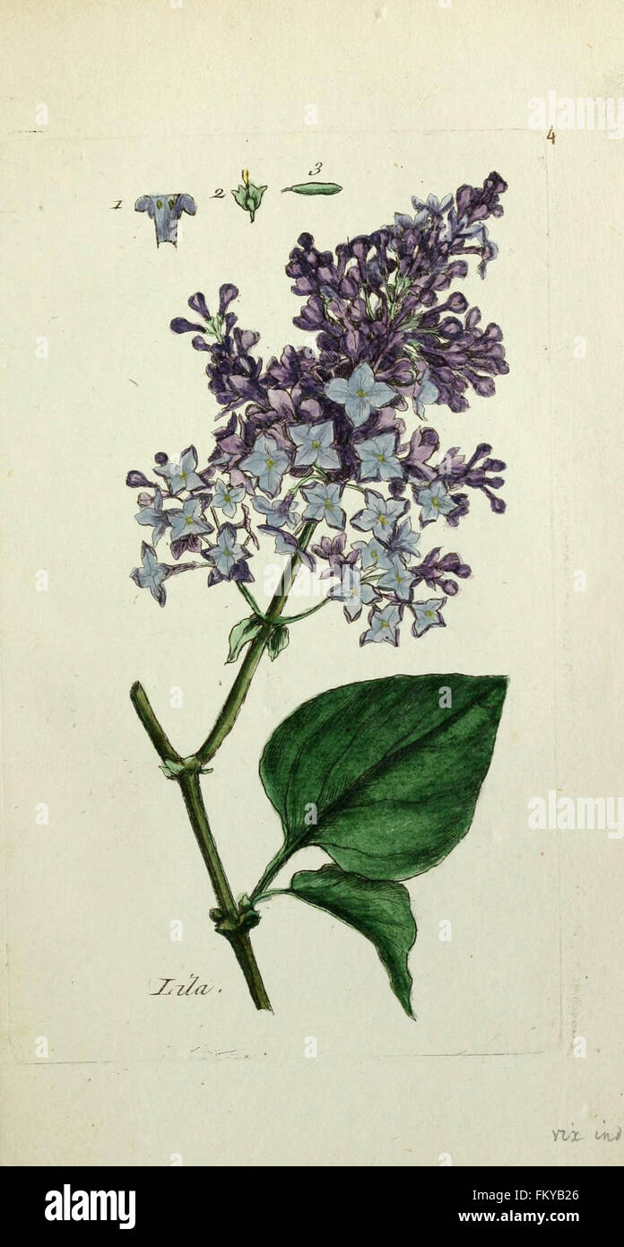 An illustration from 'Flora Parisiensis', showcasing plants native to ...