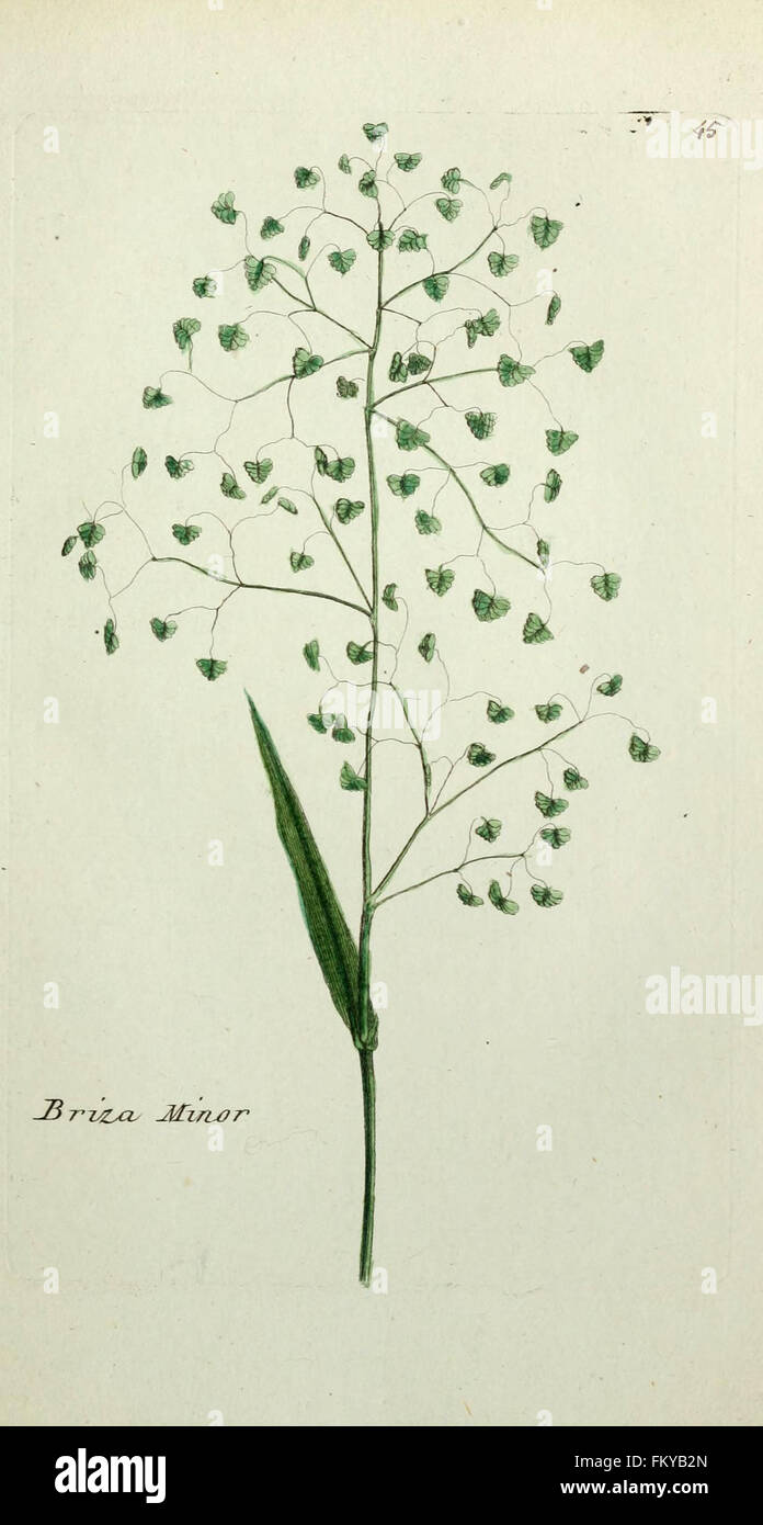 Flora Parisiensis (Plate 45) showcases the plants of Paris and ...
