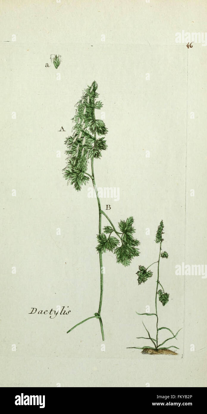 *Flora Parisiensis* features botanical illustrations of plants native ...