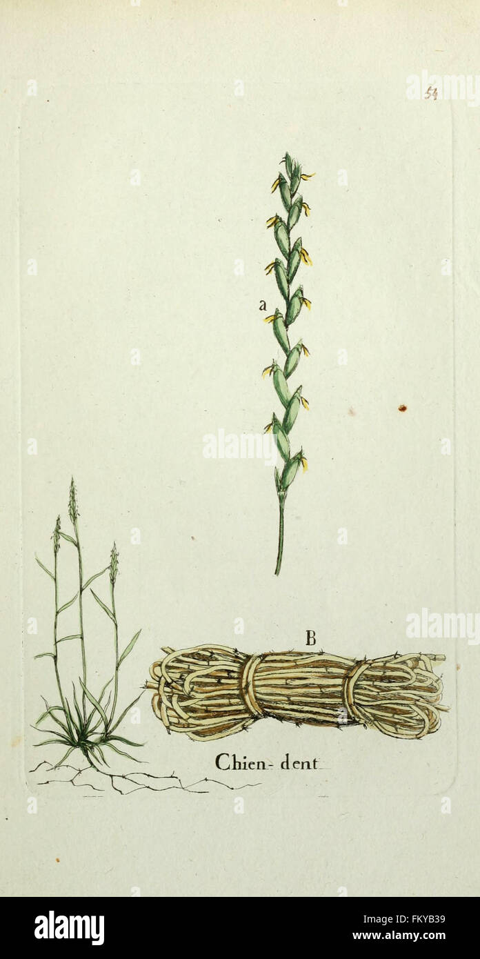 This plate from ‘Flora Parisiensis’ showcases the plant species native ...