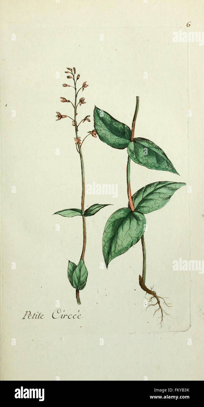 'Flora Parisiensis' (Plate 6) features a detailed illustration of plant ...