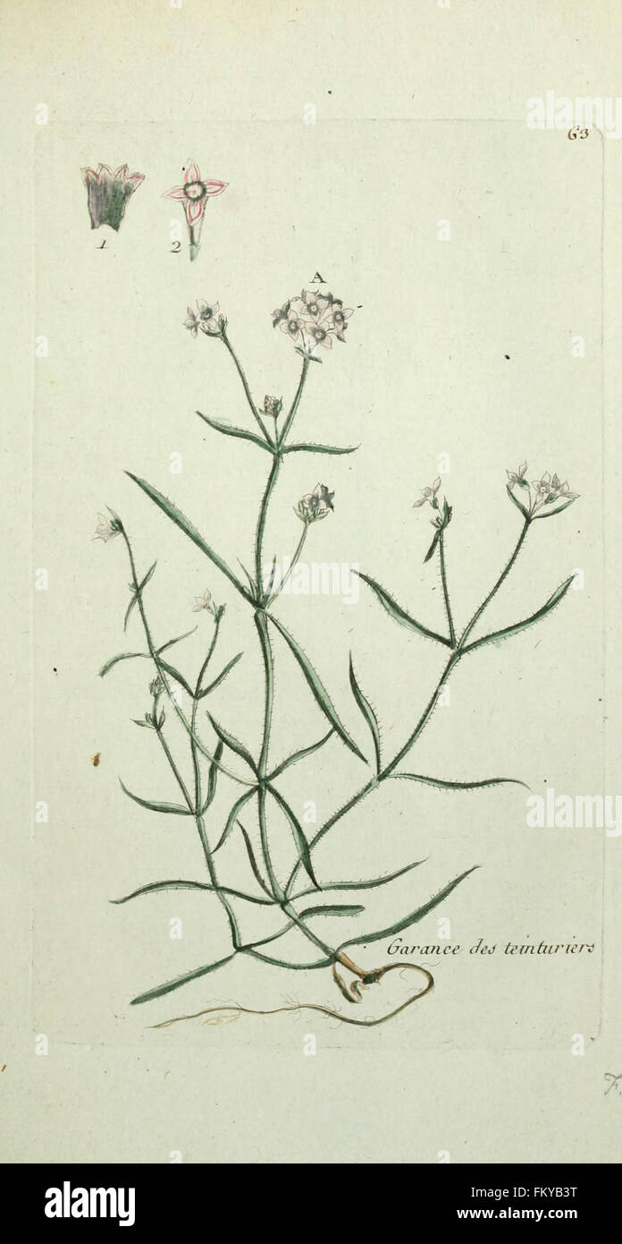 Plate 63 from 'Flora Parisiensis' features various plant species native ...