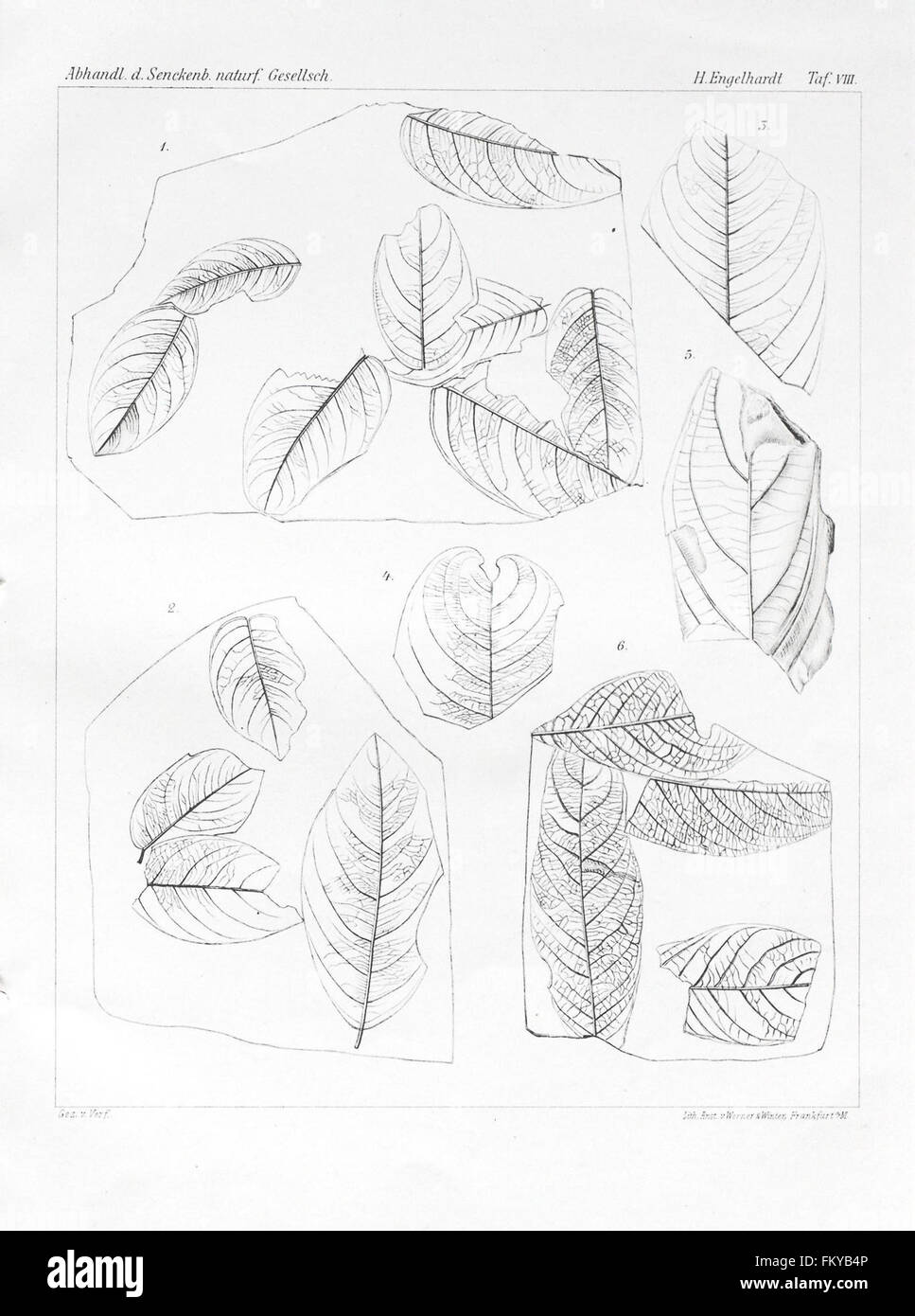 A geological study on tertiary plants from the Himmelsberg near Fulda ...