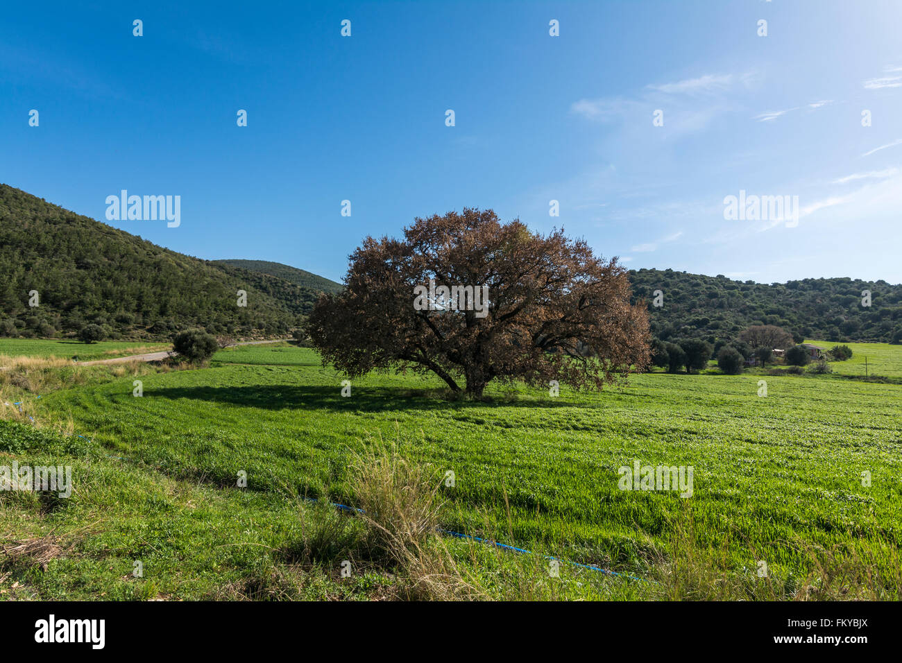 Oak Tree in Spring Stock Photo - Alamy