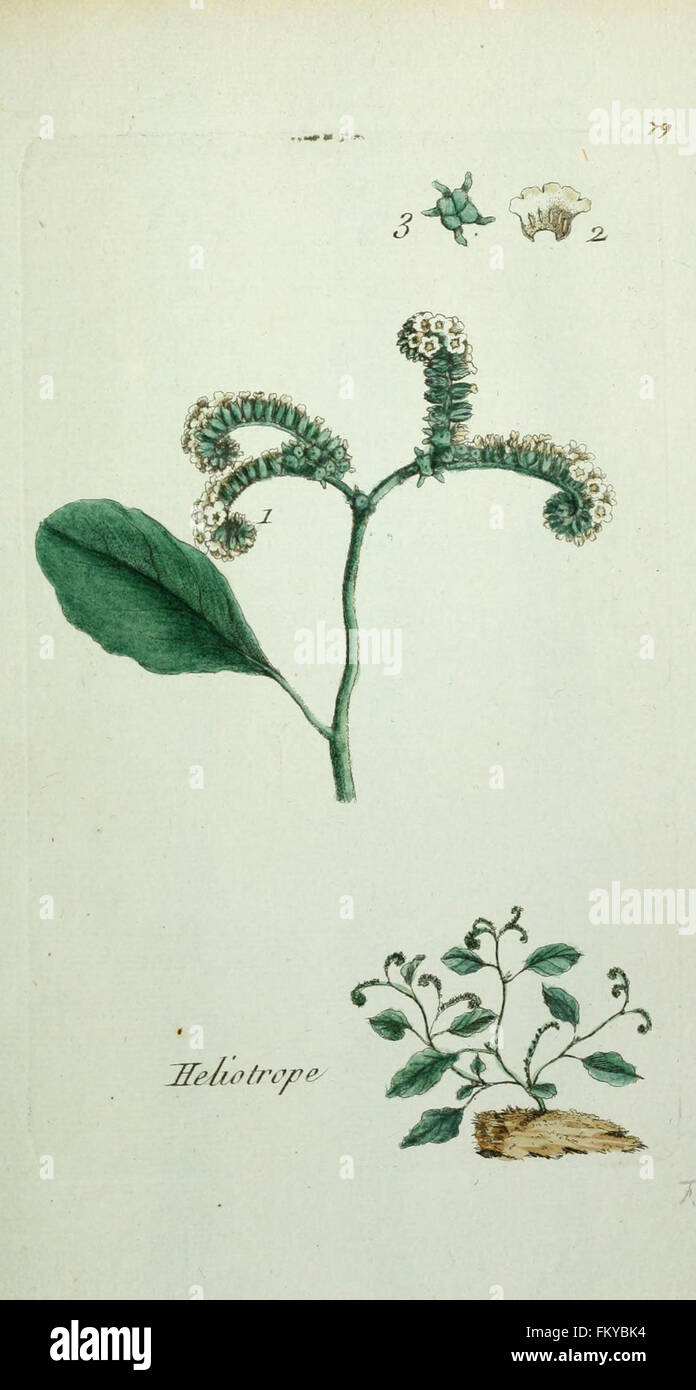 Plate 79 from 'Flora Parisiensis' features detailed illustrations of ...