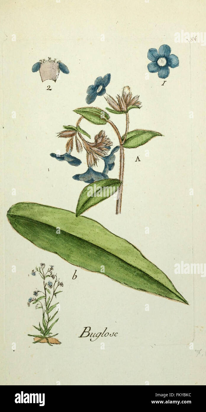 Botanical development capture hi-res stock photography and images - Alamy