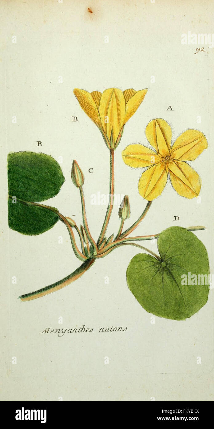 Identification within french flora hi-res stock photography and images ...