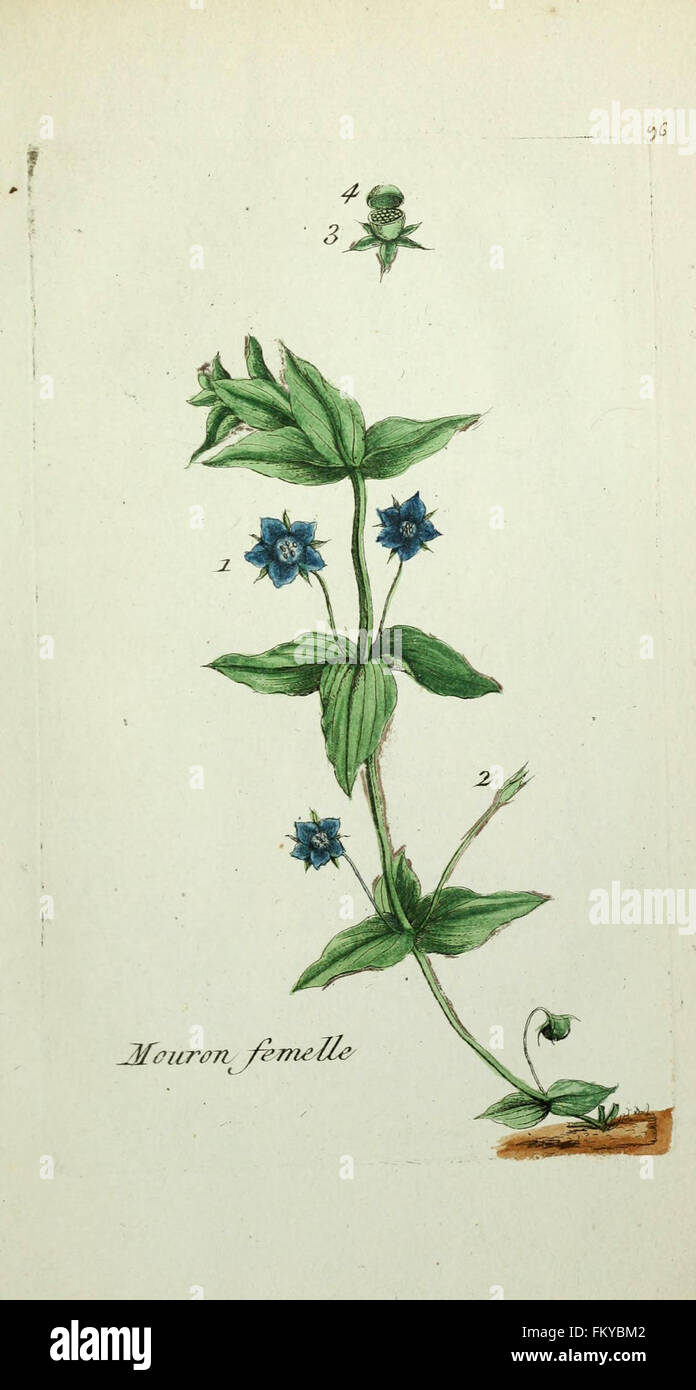 Plate 96 from 'Flora Parisiensis' showcases detailed botanical ...