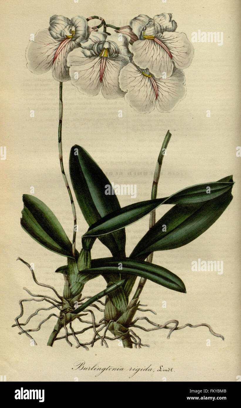 This catalog features plants from European greenhouses and gardens ...