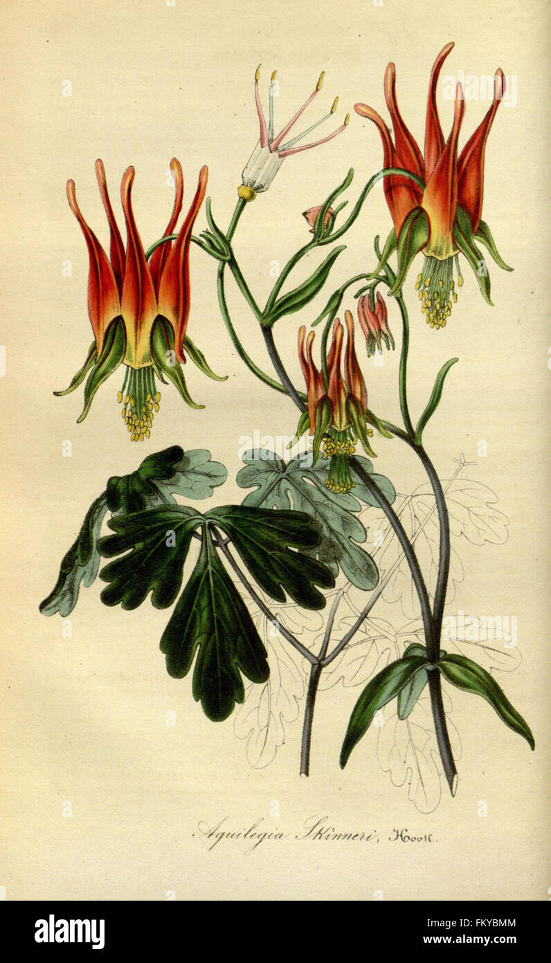 This work showcases the flora from European greenhouses and gardens ...