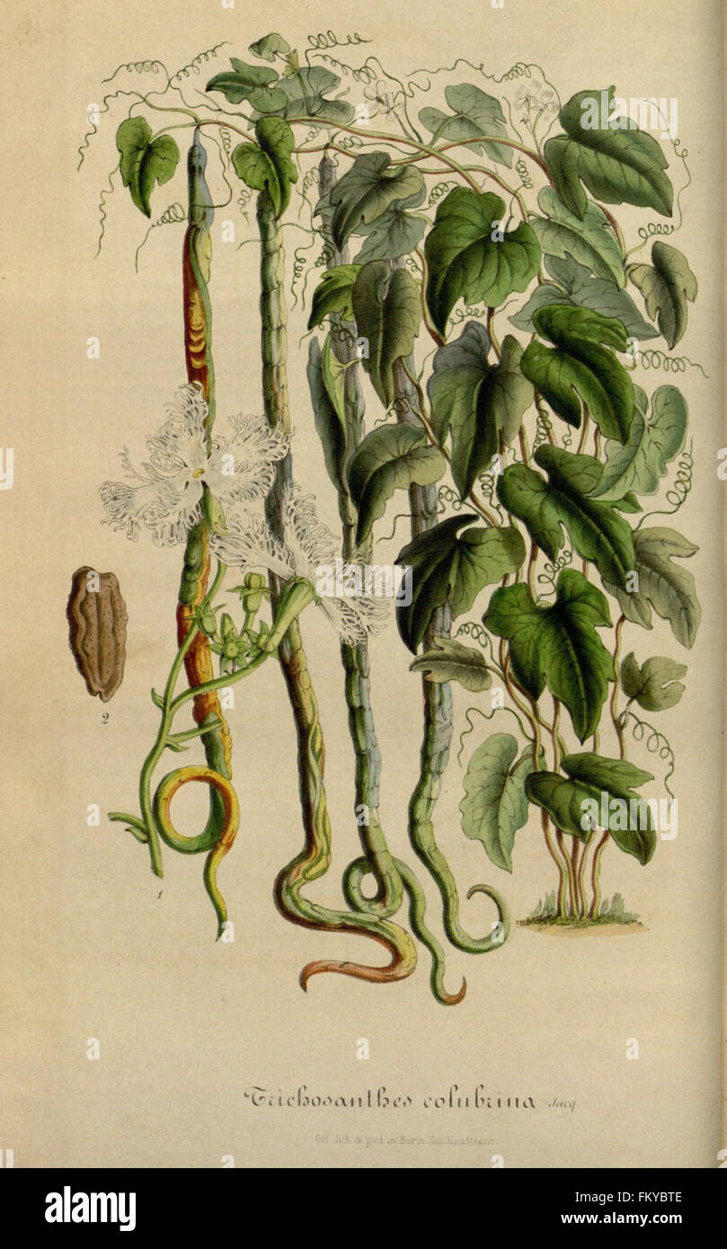 Work showcases european greenhouse hi-res stock photography and images ...