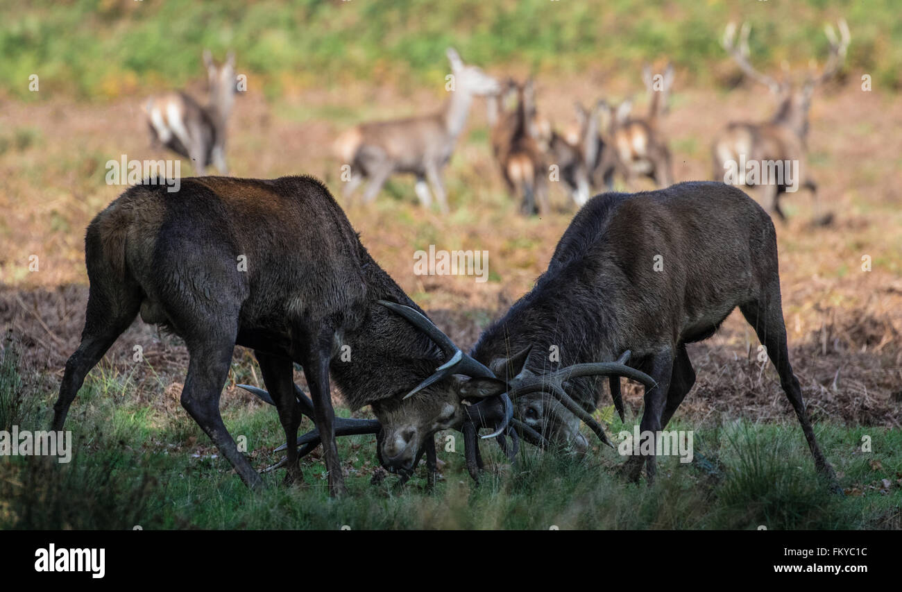 Two red deer stags hi-res stock photography and images - Alamy